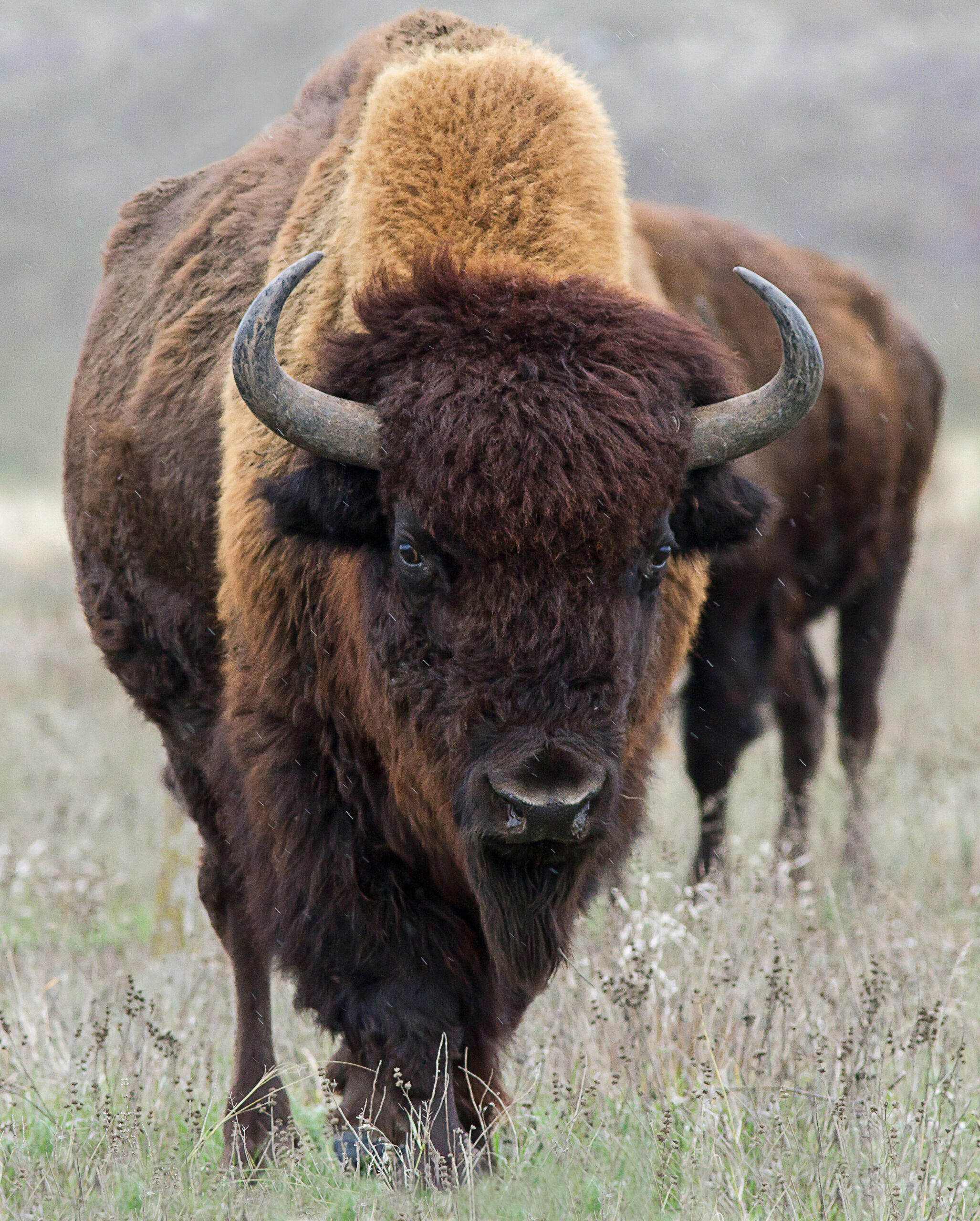 Ep. 113 Raising Bison – Mother Earth News